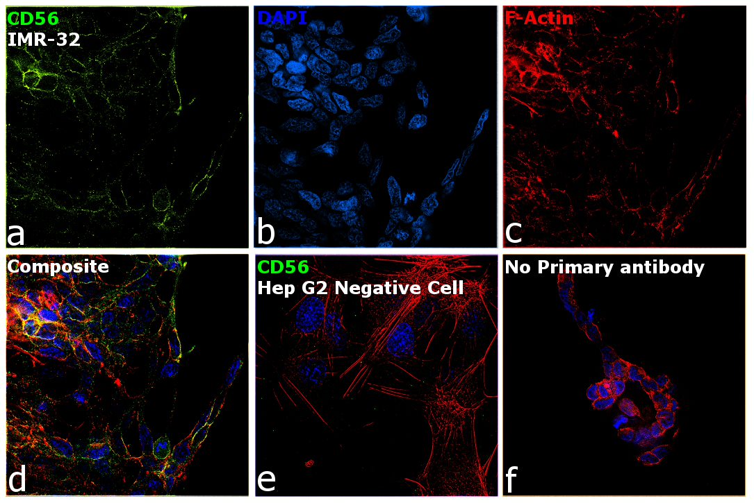 CD56 Antibody (MA1-35249)