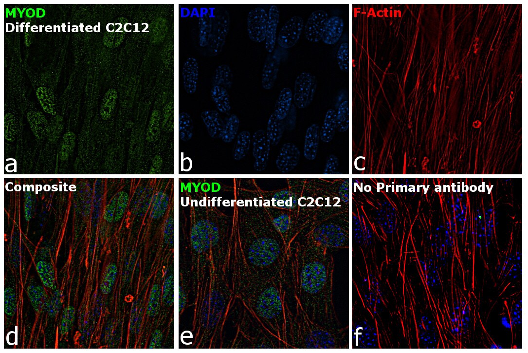 MYOD Antibody (MA1-41017)