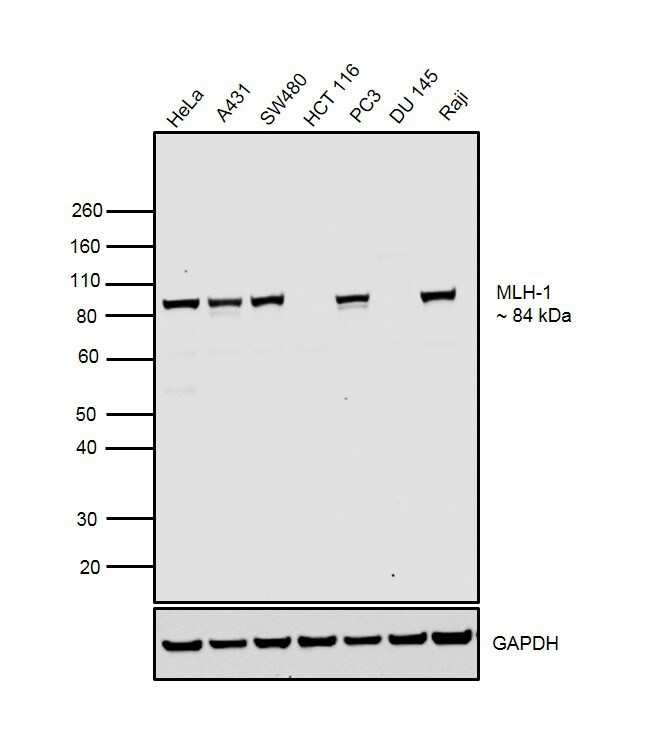 MLH1 Antibody (MA1-41246)