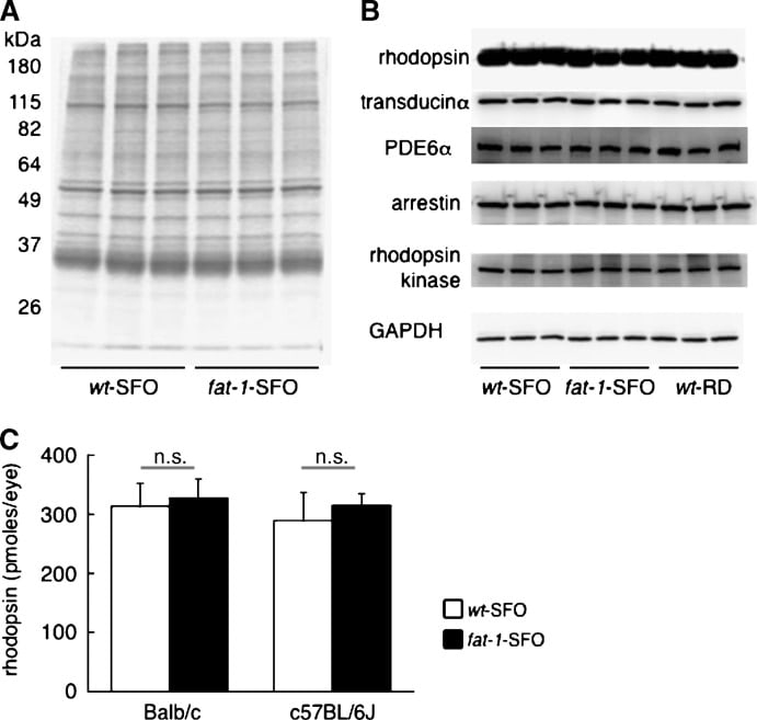 Rhodopsin Antibody (MA1-722)