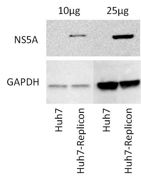 Hepatitis C Virus NS5a Antibody (MA1-7368)