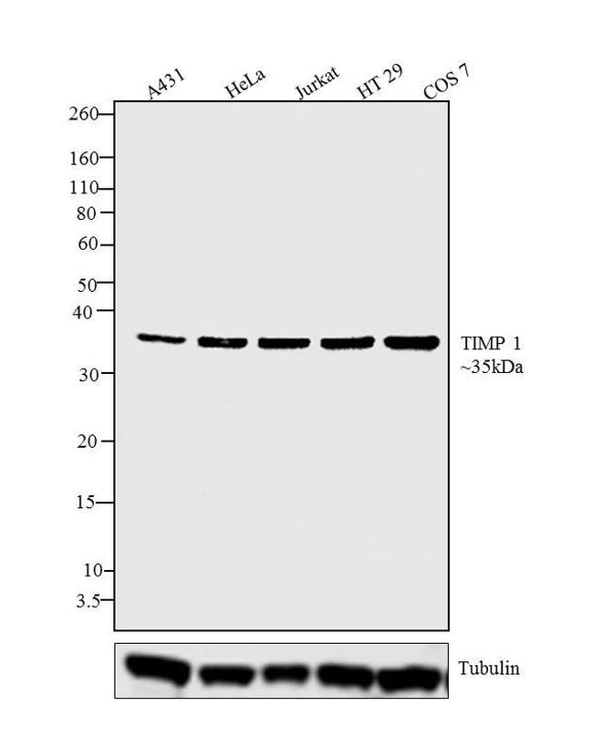 TIMP1 Antibody (MA1-773)
