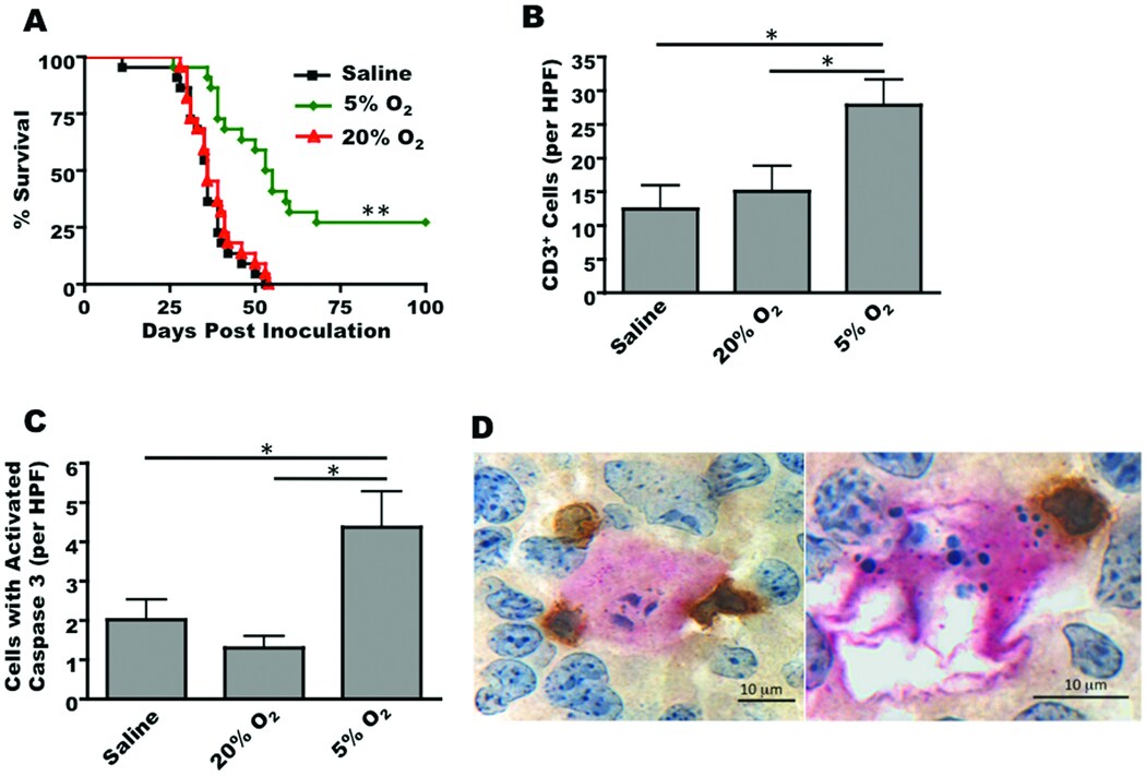 CD3e Antibody (Monoclonal, SP7)