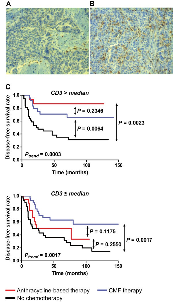 CD3e Antibody (Monoclonal, SP7)