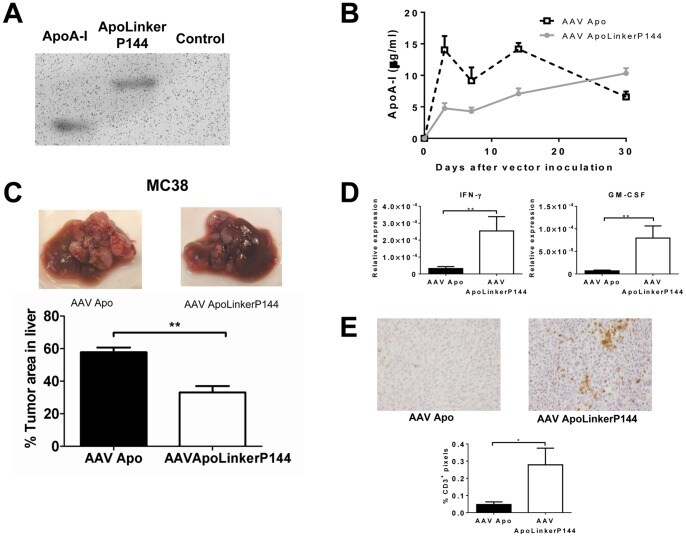 CD3e Antibody (Monoclonal, SP7)