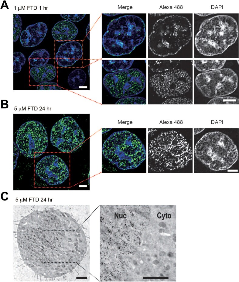 Brdu Antibody Monoclonal Bu 1