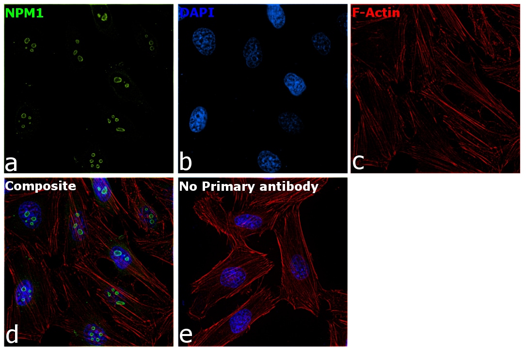 NPM1 Antibody (MA3-086)