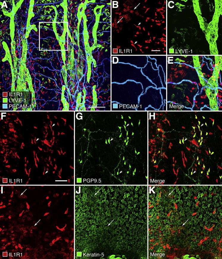 CD31 Antibody (MA3105)