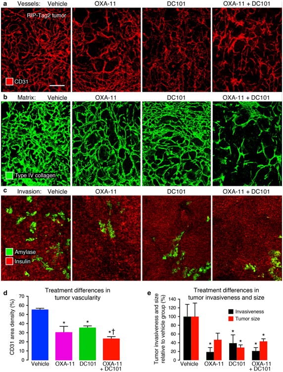 CD31 Antibody (MA3105)