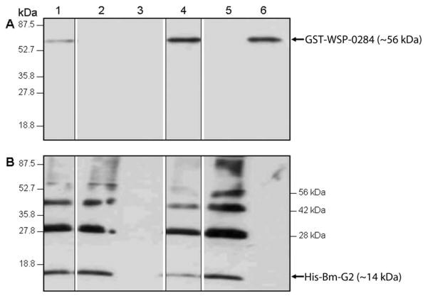 GST Tag Antibody (Monoclonal, 8-326)