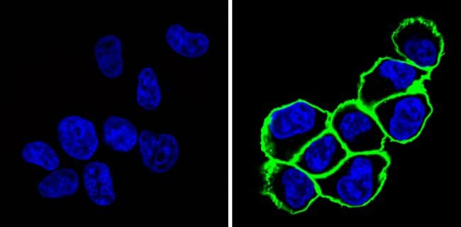 CD44 Antibody (MA4400)