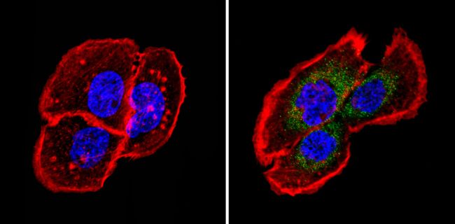 Fibrillin 1 Antibody (MA5-12770)