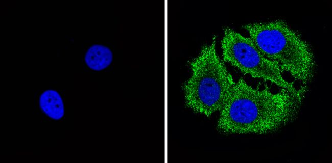 Bax Antibody, Biotin (Monoclonal, 6A7)