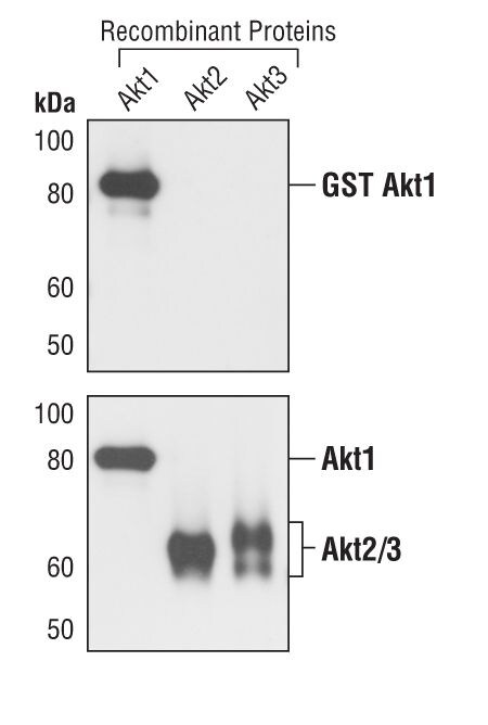 AKT1 Antibody (MA5-14898)