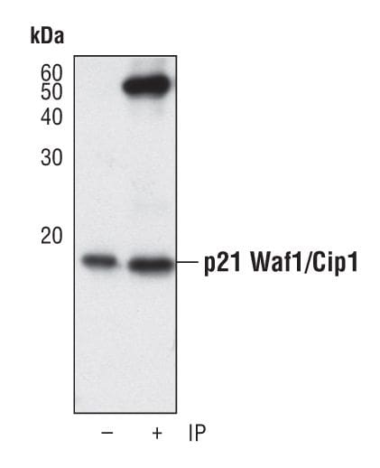p21 Antibody (MA5-14949)