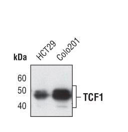 TCF7 Antibody (MA5-14965)