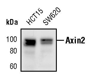 AXIN2 Antibody (MA5-15015)