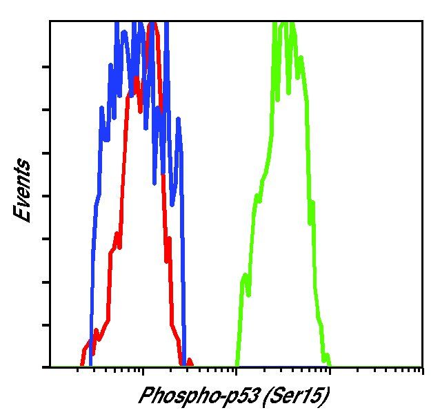 Phospho-p53 (Ser15) Antibody (MA5-15229)