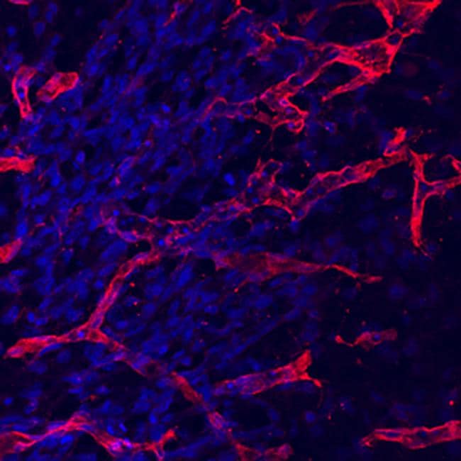 CD105 Antibody (MA5-23894)