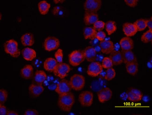 GP130 Antibody (MA5-23922)