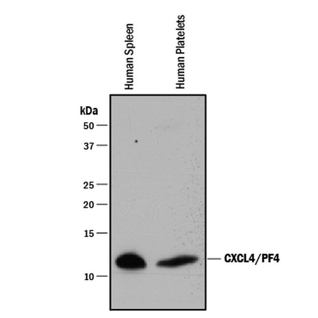PF4 Antibody (MA5-23926)