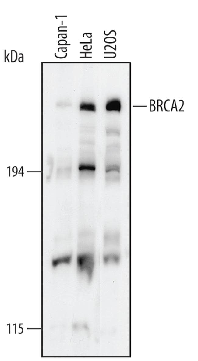 BRCA2 Antibody (MA5-23942)