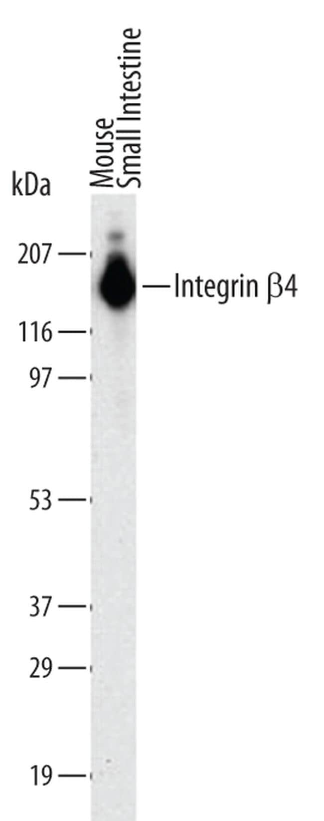 CD104 Antibody (MA5-24024)