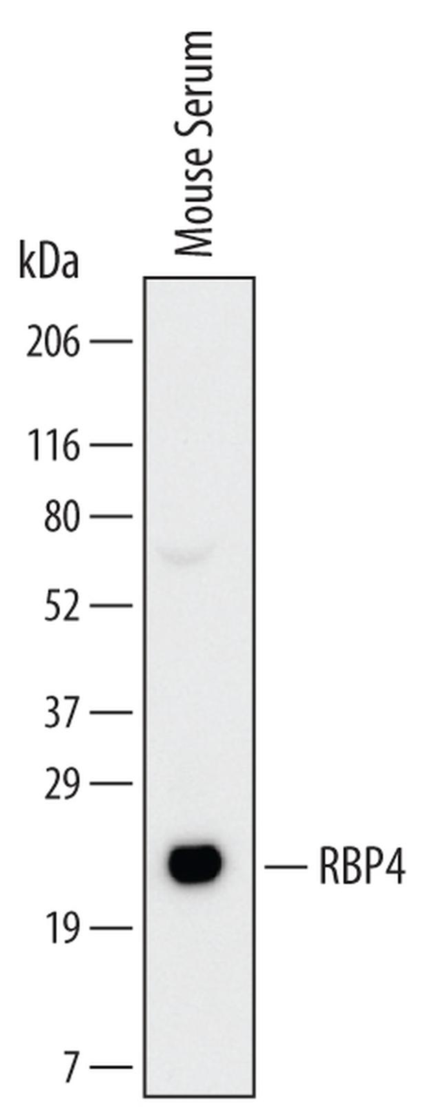 RBP4 Antibody (MA5-24158)