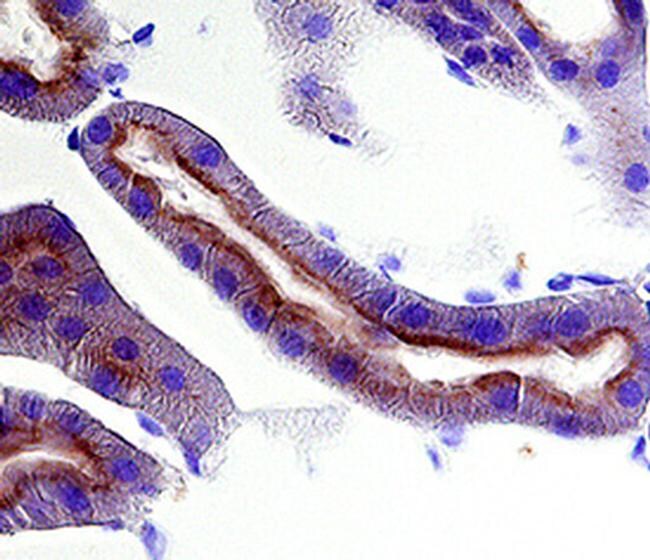CD63 Antibody (MA5-24169)