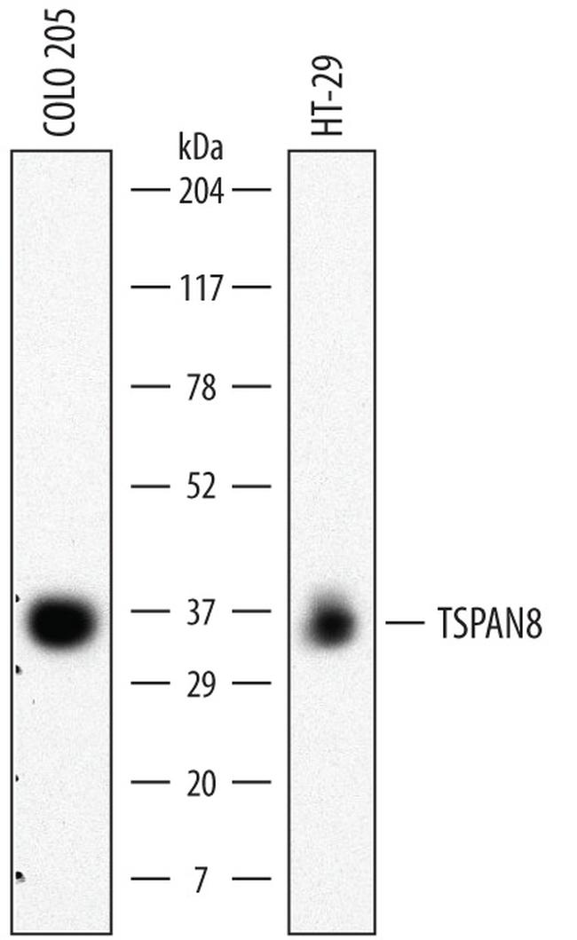TSPAN8 Antibody (MA5-24179)