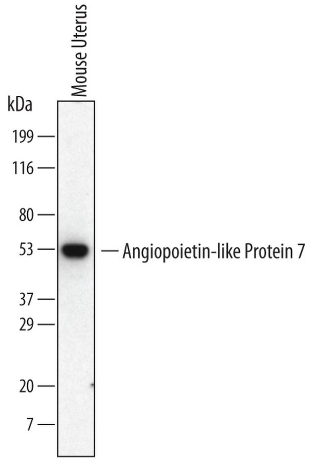 ANGPTL7 Antibody (MA5-24238)