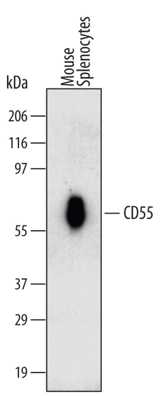 CD55 Antibody (MA5-24264)