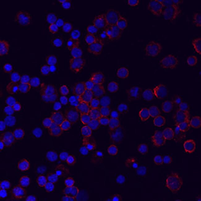 LILRA5 Antibody (MA5-24330)