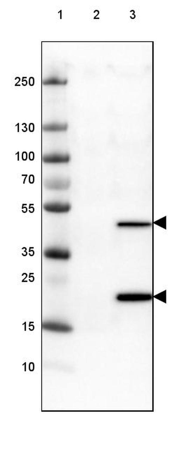 ALP Antibody (MA5-24629)