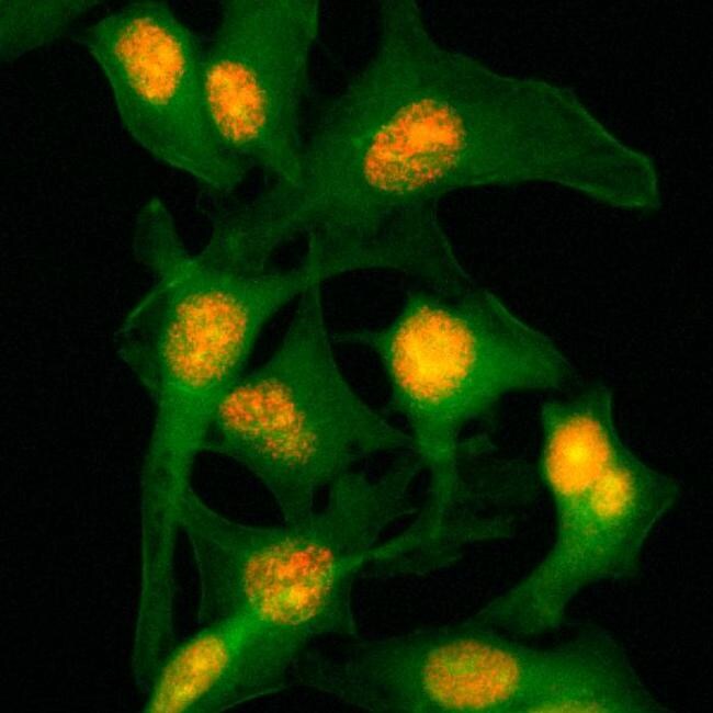 Histone H2b Antibody Ma5 24697