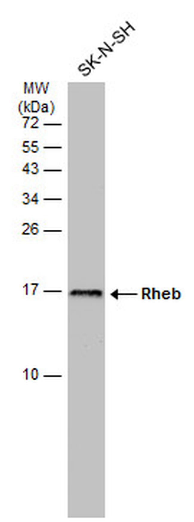 RHEB Antibody (MA5-27777)