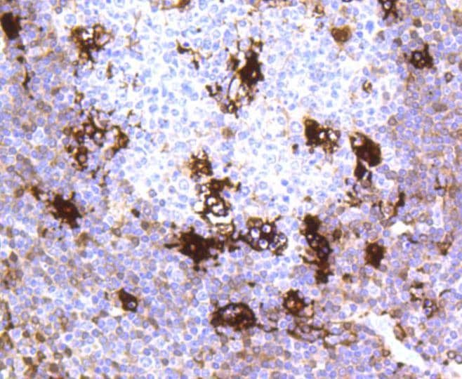 MERTK Antibody (MA5-31991)