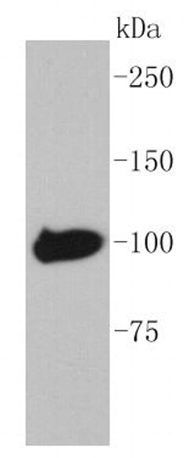 Maltose Binding Protein Antibody (MA5-32014)