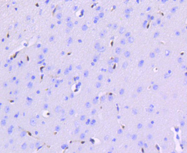 ERG Antibody (MA5-32036)