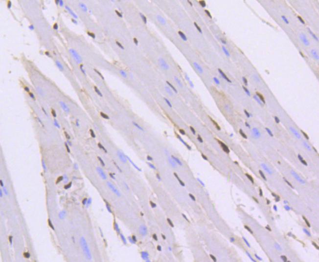ERG Antibody (MA5-32036)