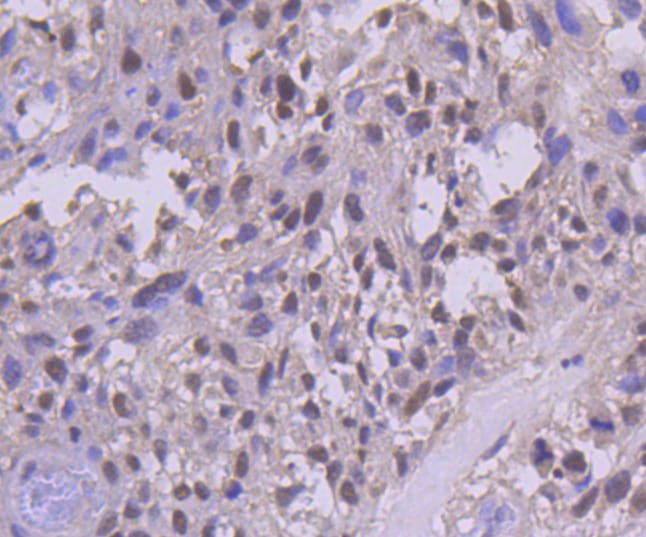 PMS2 Antibody (MA5-32044)