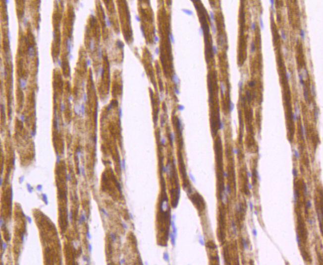 Desmin Antibody (MA5-32068)