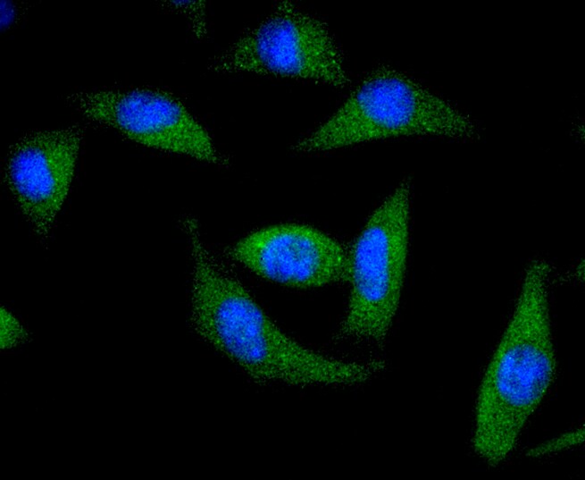 DARPP-32 Antibody (MA5-32113) DARPP-32 Antibody (MA5-32113)