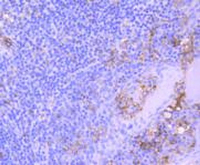 CD31 (PECAM-1) Antibody (MA5-32126)