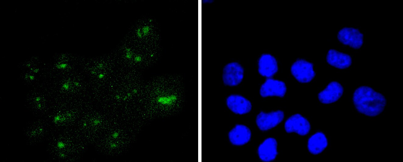 WT1 Antibody (MA5-32215)
