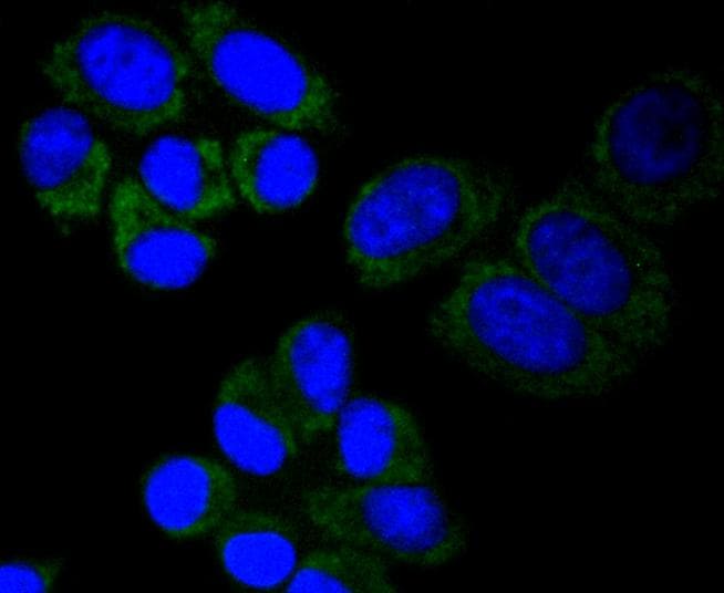 MTCO2 Antibody (MA5-32239)