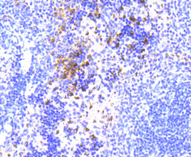 NLRP3 Antibody (MA5-32255)