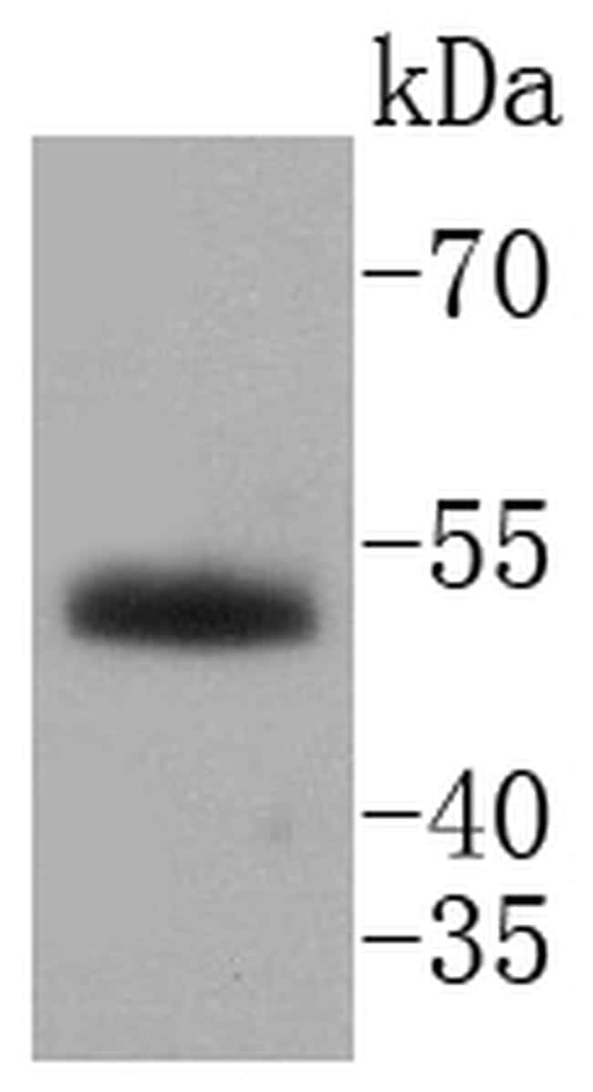 HNF4A Antibody (MA5-32295)