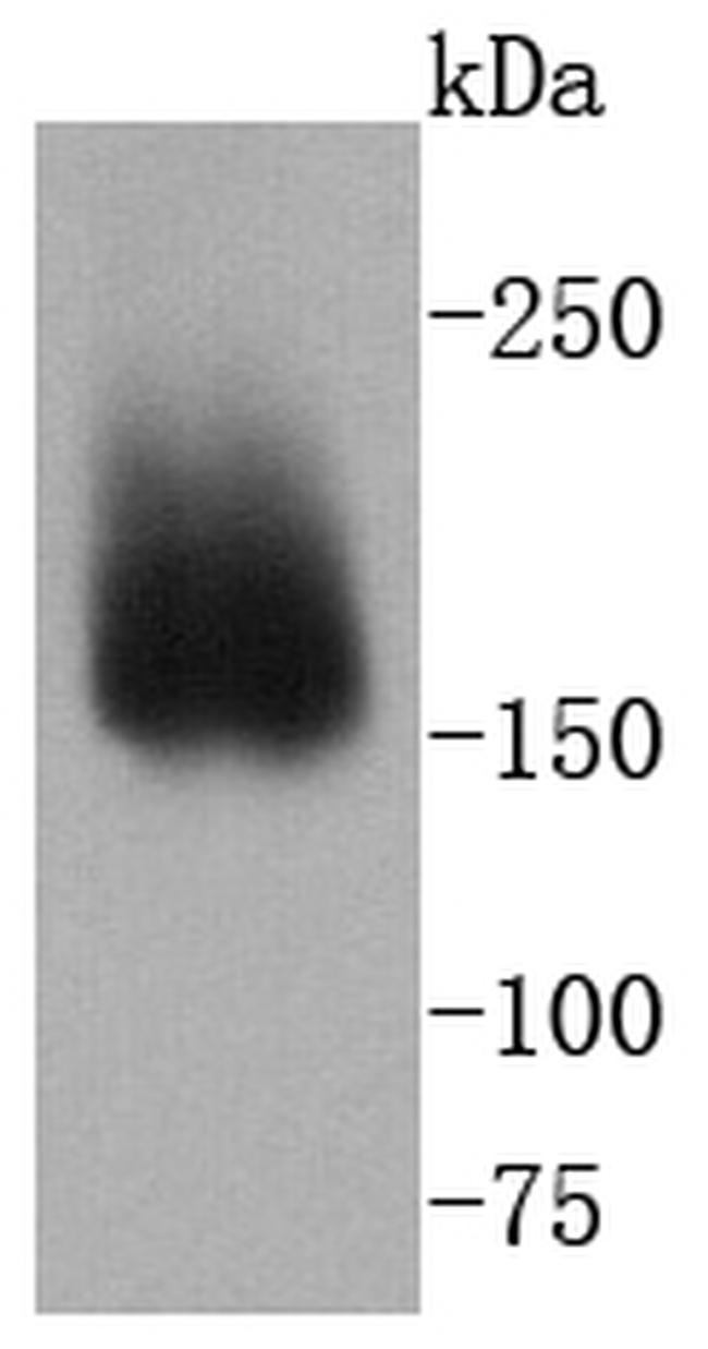 CD49b (Integrin alpha 2) Antibody (MA5-32306)