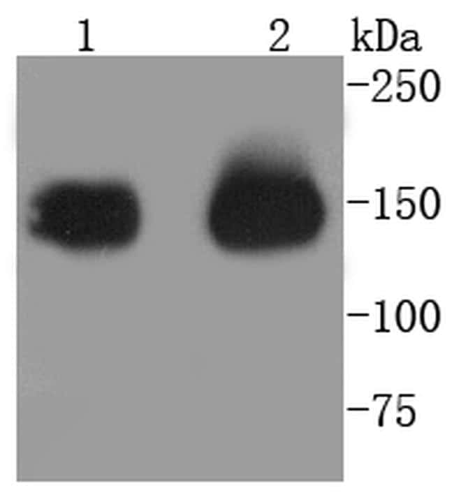 CD13 Antibody (MA5-32311)